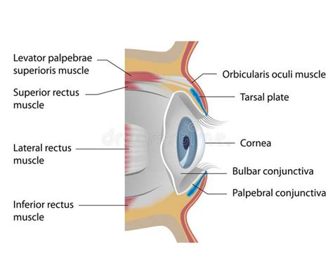 Eye Conjunctiva And Other Accessory Structures Of The Orbit Eps10 Sponsored Affiliate