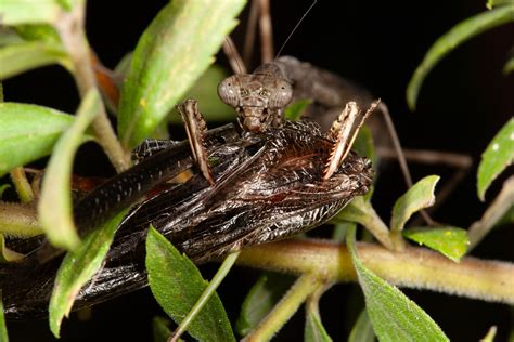 Invasive Praying Mantis Nature Lovers Fret Over Fearsome Raptorial Insects Environmental Echo