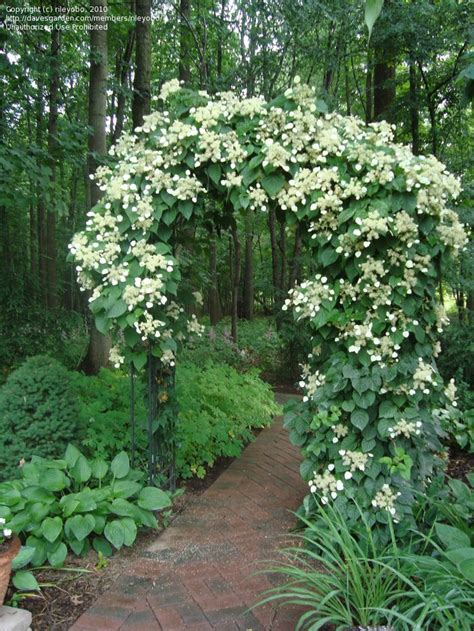 Best Climbing Hydrangea At Rosalie Eadie Blog