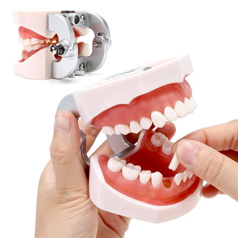 Ronten Tooth Model Adult Standard Dental Mouth Model