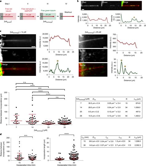 Incorporation Of Free Tubulin Into The Microtubule Lattice Visualized Download Scientific