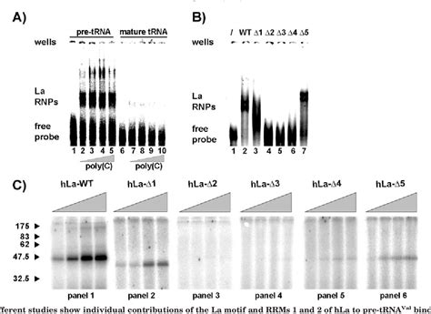 Figure 2 From The La Motif And The Rna Recognition Motifs Of Human La