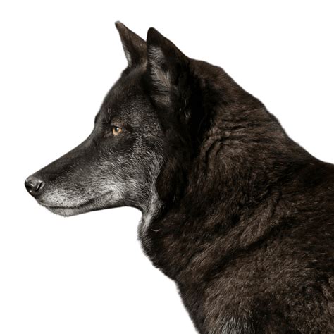 Timberwolf Character And Ownership Dog Breed Pictures Dogbible