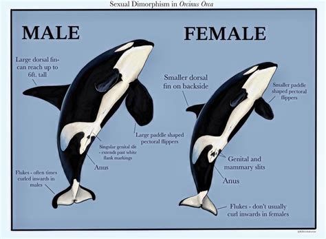 Orca Body Arctic Orcas Orca Names Orca Killer Whale