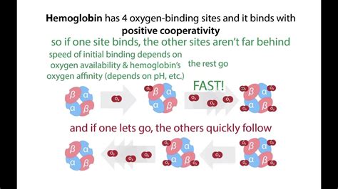 Cooperative Binding And Allostery Hemoglobin Pt 1 Youtube