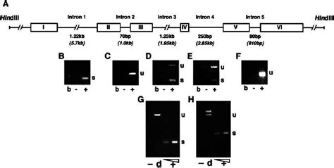 A Fugu Rcn1 Transgene Is Not Spliced Ef®ciently In Transgenic Mice A Download Scientific