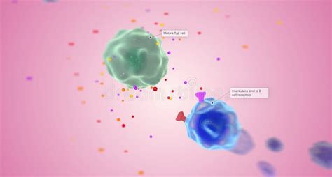 The Il 4 And Il 13 Released From Th2 Cells Bind To Interleukin
