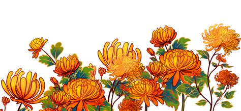 Chrysanthemum Plant Chrysanthemum Plant Fresh Flowers Png