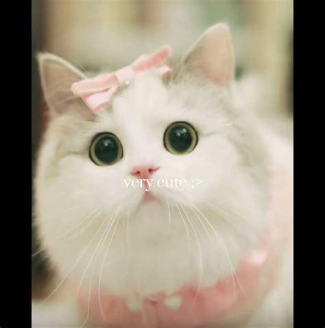 If U Were Sent Dis Video Edit Music Shorts Meme Memes Cat