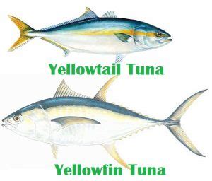 Different Types Of Tuna A Guide To Tuna Fish Varieties