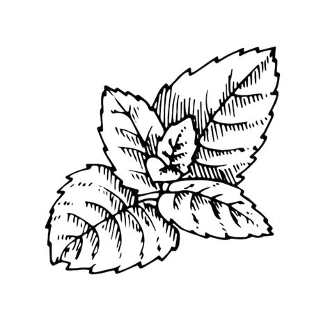 Mint Leaf Clip Art Black And White