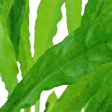 Microsorum Pteropus Xl Nordic Aquadesign