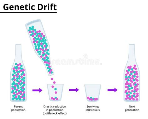 Theory Of Genetic Drift Bottleneck Effect Stock Vector Illustration