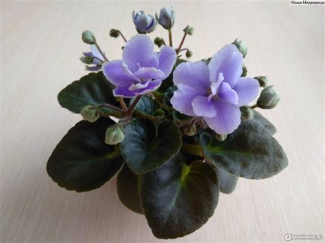 Фиалка дым над водой - фото и картинки: 68 штук