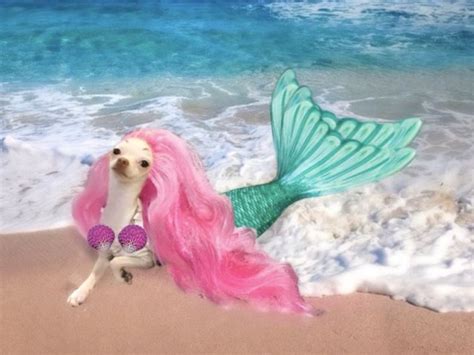 Você Conhece A Sopia Será Quizur