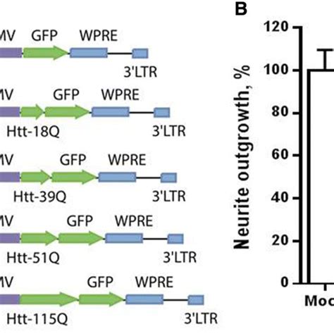 A Schematic Representation Of Plasmid Vectors Coding Gfp And