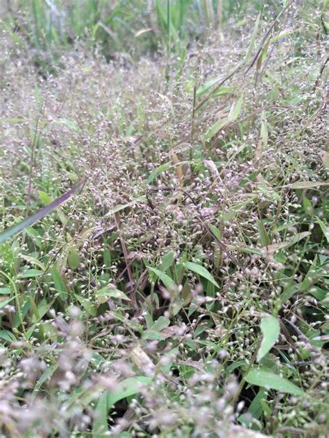 Wild Grasses That Grow In Rice Fields Often Referred To As Rice Field