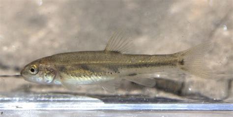 Evarra Eigenmanni Эварра эйгенманна ВСЕ О ПРЕСНОВОДНЫХ РЫБАХ