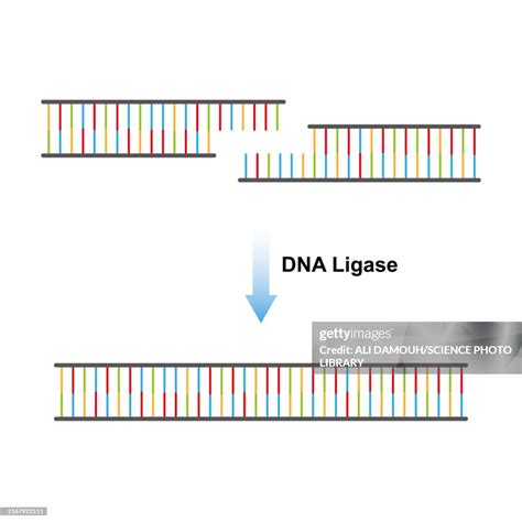 Dna Ligase Enzyme Function Illustration High Res Vector Graphic Getty Images