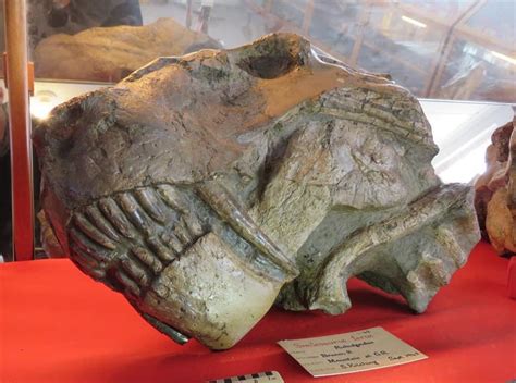 Fossil Skull Of The Saber Toothed Smilesaurus Ferox A Gorgonopsian