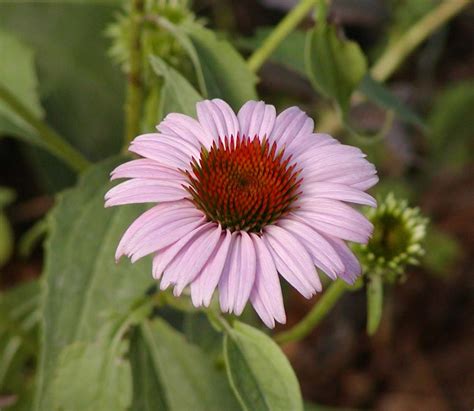 Echinacea For Cold And Flu Science Based Medicine