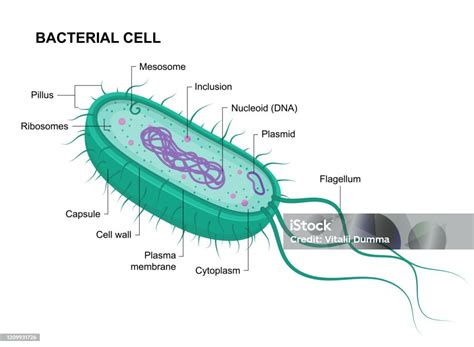 Prokaryotic Cell Structure