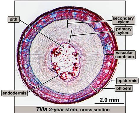 Vascular Plant Cross Section