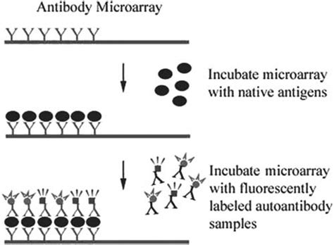 A Schematic Representation Of The Reverse Capture Autoantibody Download Scientific Diagram