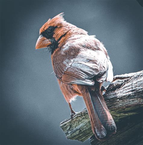 Cardinal Looking Back Photograph By Michael Cianfarano Fine Art America