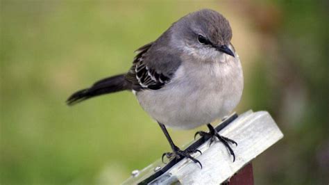 What Bird Makes A Weird Noise At Night Mystery Sounds Explained Birds