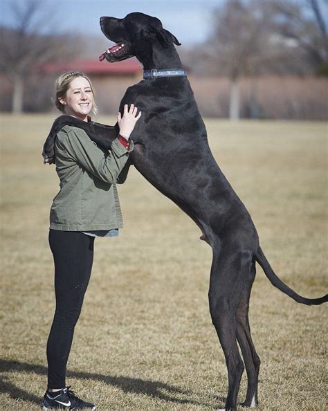 Full Grown Great Dane Height