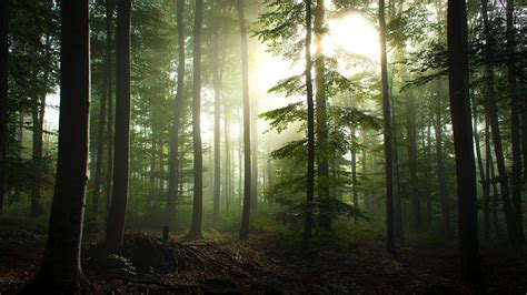 The Forest Wallpapers Top Free The Forest Backgrounds Wallpaperaccess