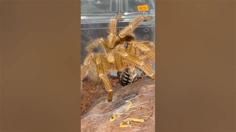 میدونی انگشت باسن تارانتولا به چه دردی می خوره ؟ این ویدیو رو تا انتها ببین Tarantula