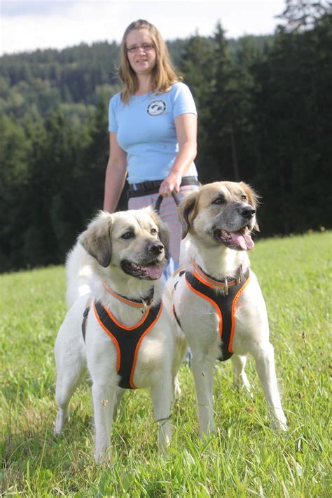 Ch S Plavská Smečka Added A New Ch S Plavská Smečka