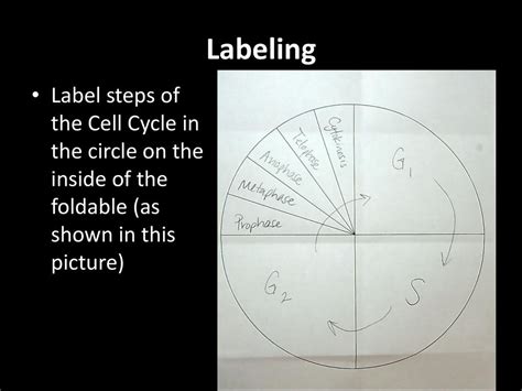 Cell Cycle Foldable