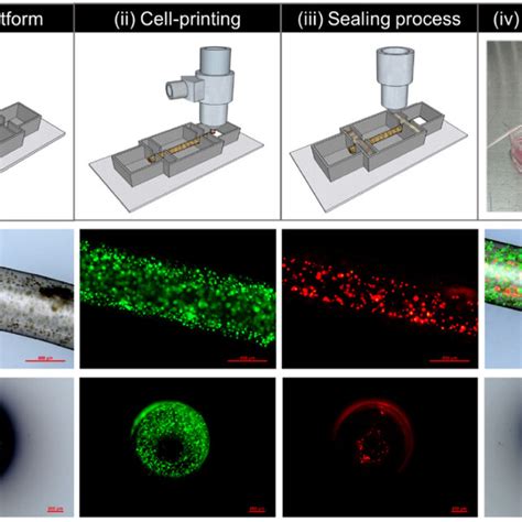 A Schematics Of The Perfusion Based Liver Sinusoid On A Chip Lsoc Download Scientific