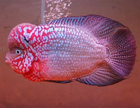 Berbagai Macam Jenis Ikan Louhan Untuk Kontes Blog Budidaya Ikan Hias