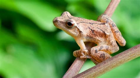 Spring Peeper 101 Physical Characteristics Habitat Behavior And