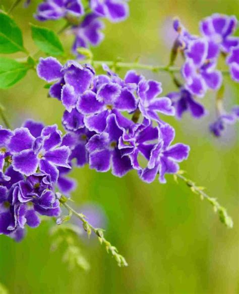 Duranta Repens Hayloft