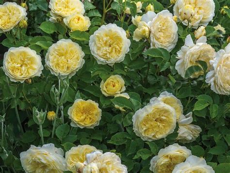 Английская роза Пилигрим. The Pilgrim rose | PLANTE.md