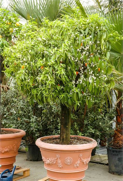 Citrus Clementina Clementine Pflanze Clementinenbaum Flora Toskana