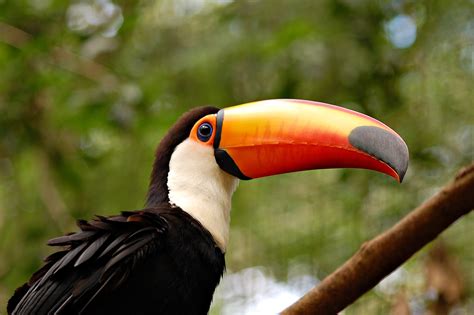 Toco Toucan Paphos Zoo