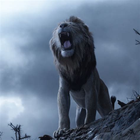 Lion King Simba Roaring