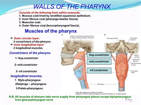 Hypopharynx Anatomy Pptx