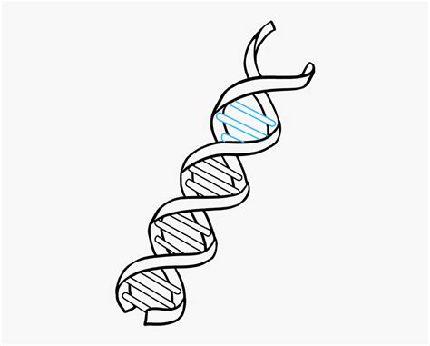 How To Draw Dna Dna Molecule Easy Drawing Hd Png Download Kindpng