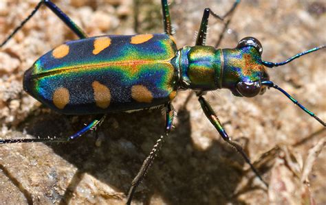 Tiger Beetle Uk