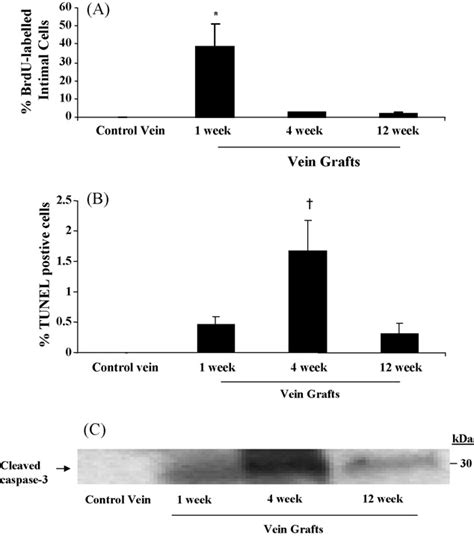A Intimal Cell Proliferation Peaked At 1 Week N 5 Compared To