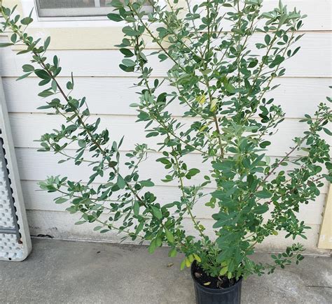 Chipilin Or Chipil Seed 200 Seeds For 12 Dollar Etsy