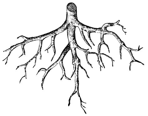 Root ClipArt ETC