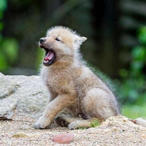 The 14 Most Lovable Wolf Pups The Paws
